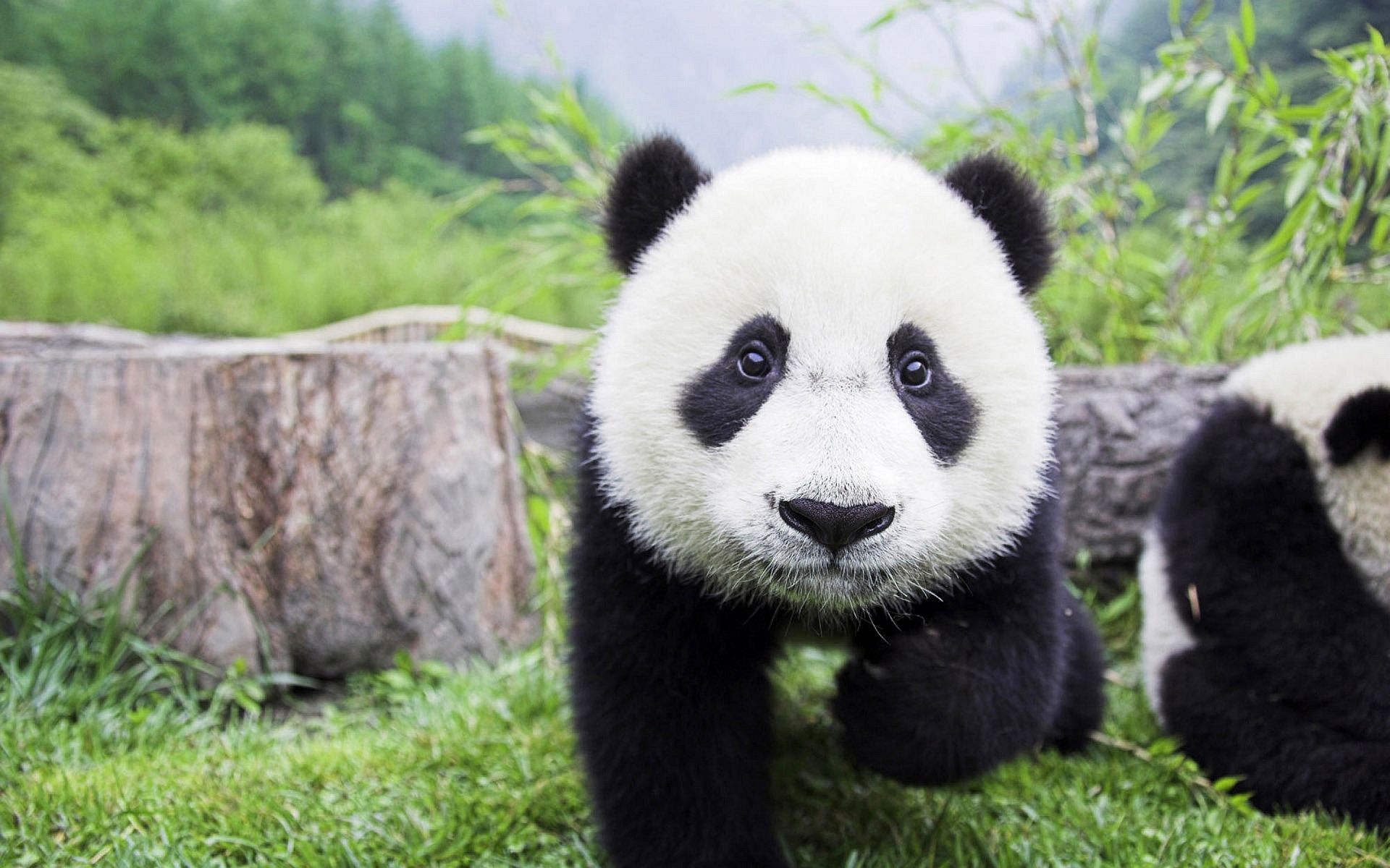 Cutest Panda | Cute wallpapers
