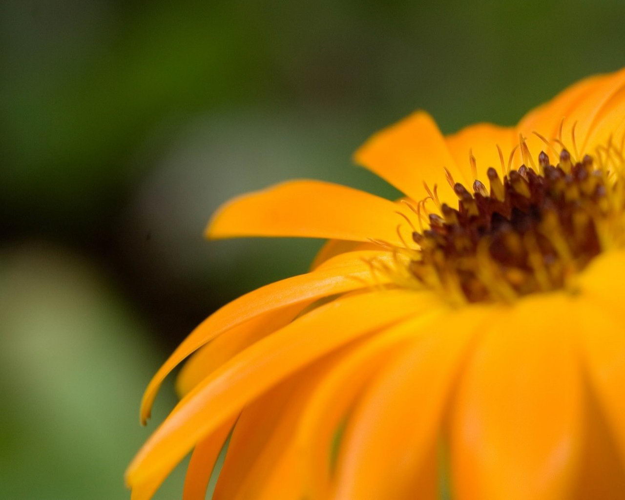 Open flower | Cute wallpapers