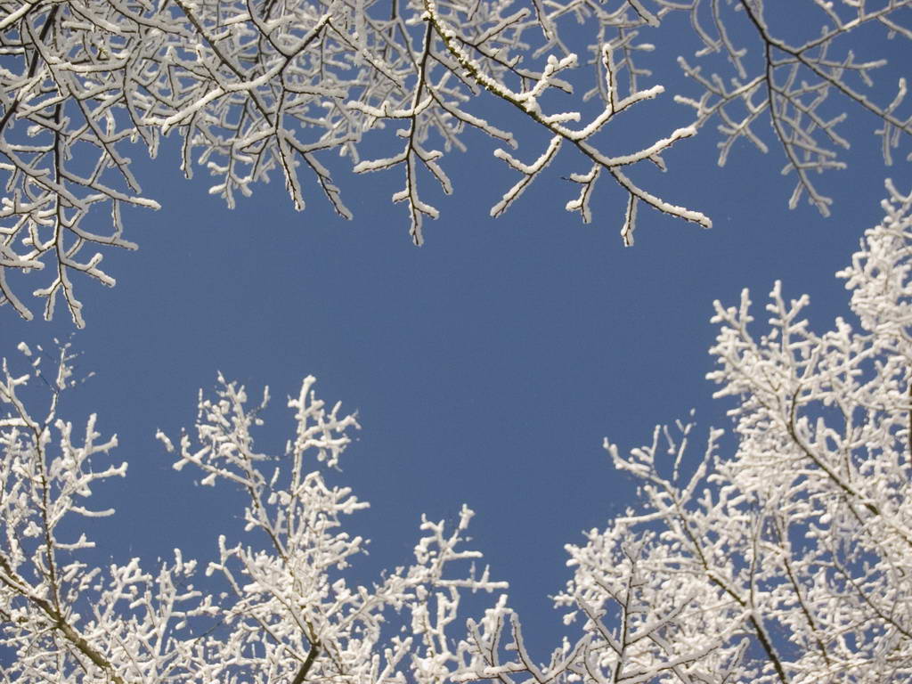 White tree blue sky | Cute wallpapers