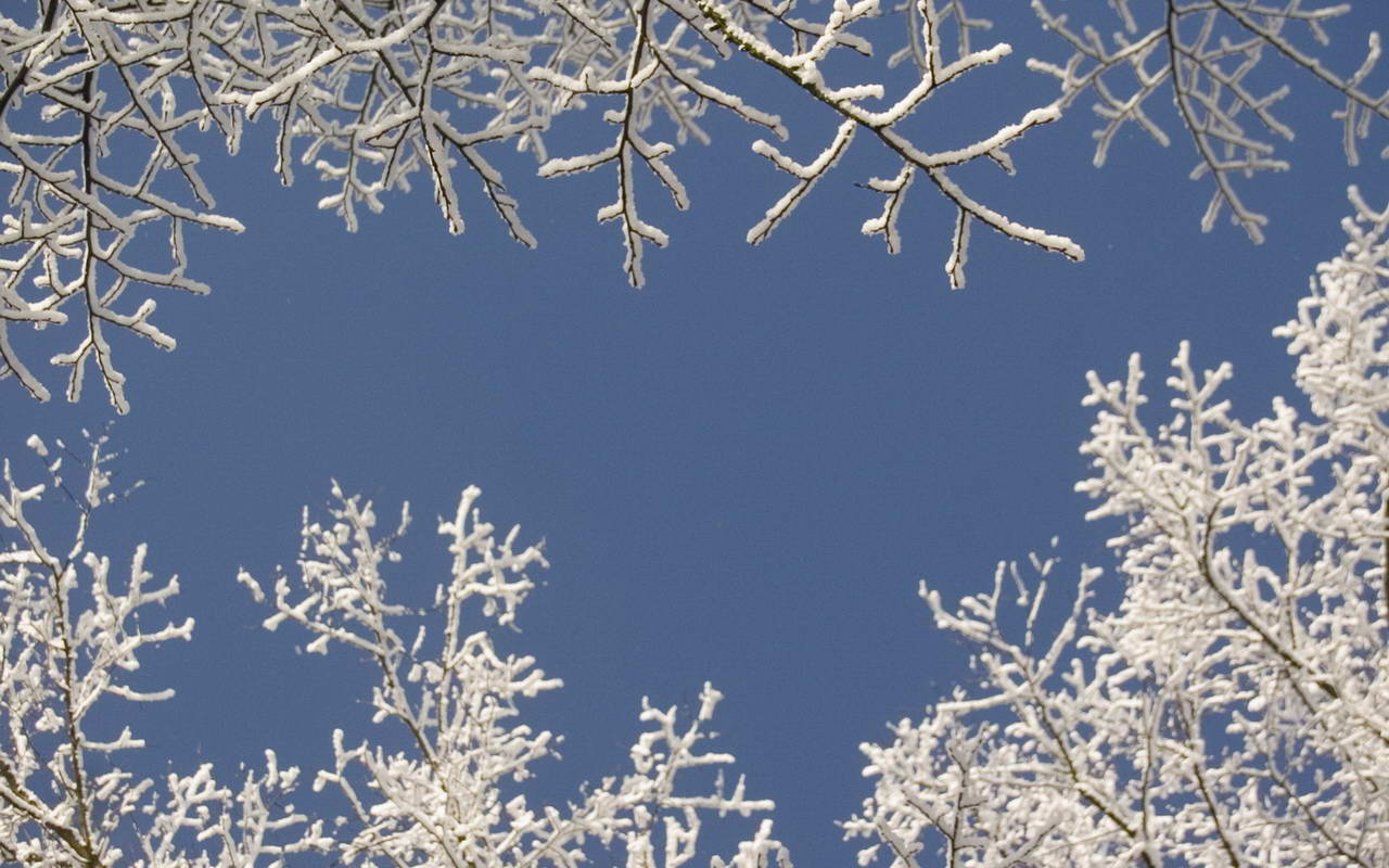 White tree blue sky | Cute wallpapers