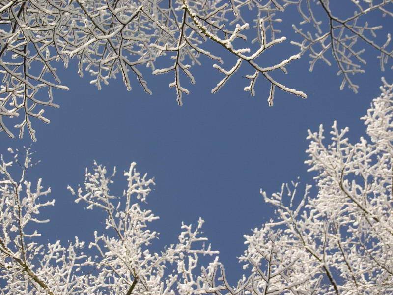 White tree blue sky | Cute wallpapers